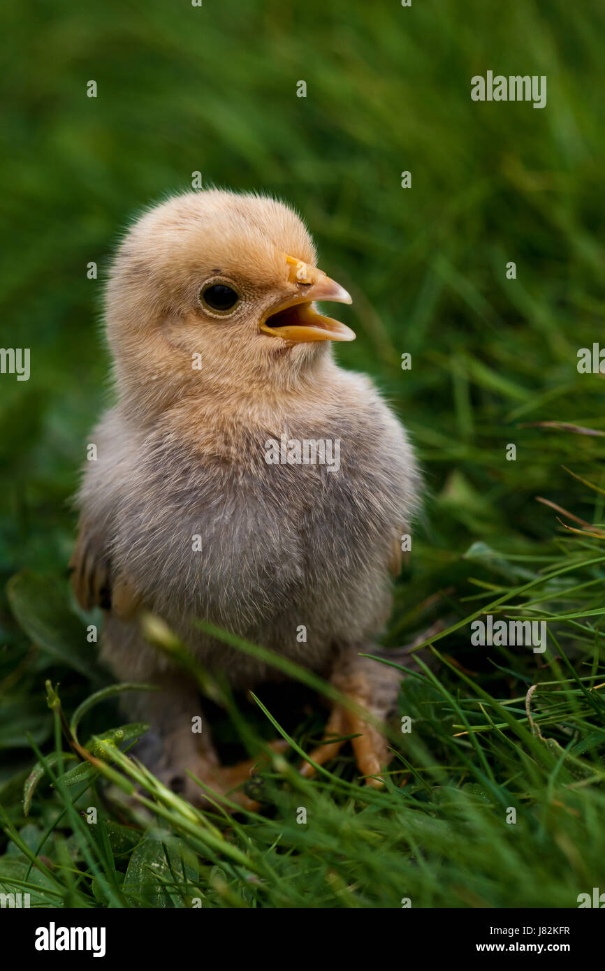 soft small tiny little short chick cute pet bird birds soft cuddle ...