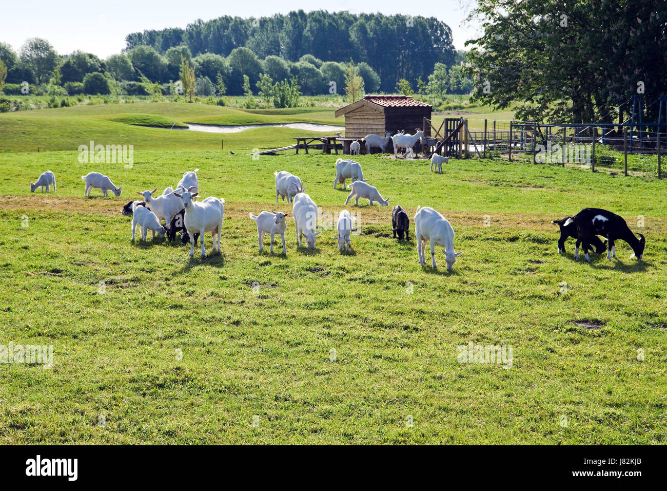 agricultural animals goat mammals farm landscape scenery countryside nature Stock Photo - Alamy
