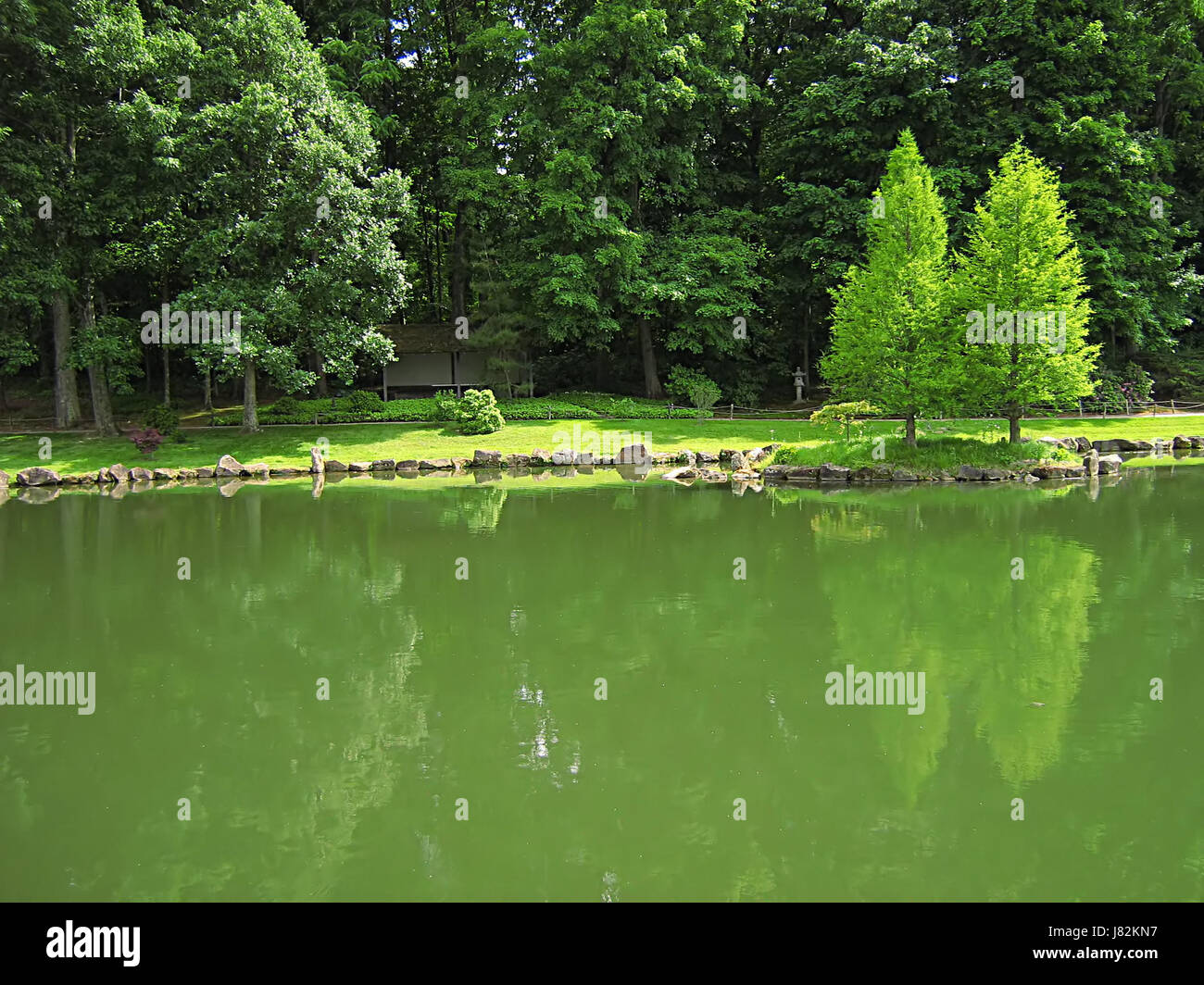 environment enviroment tree park spring bouncing bounces hop skipping ...