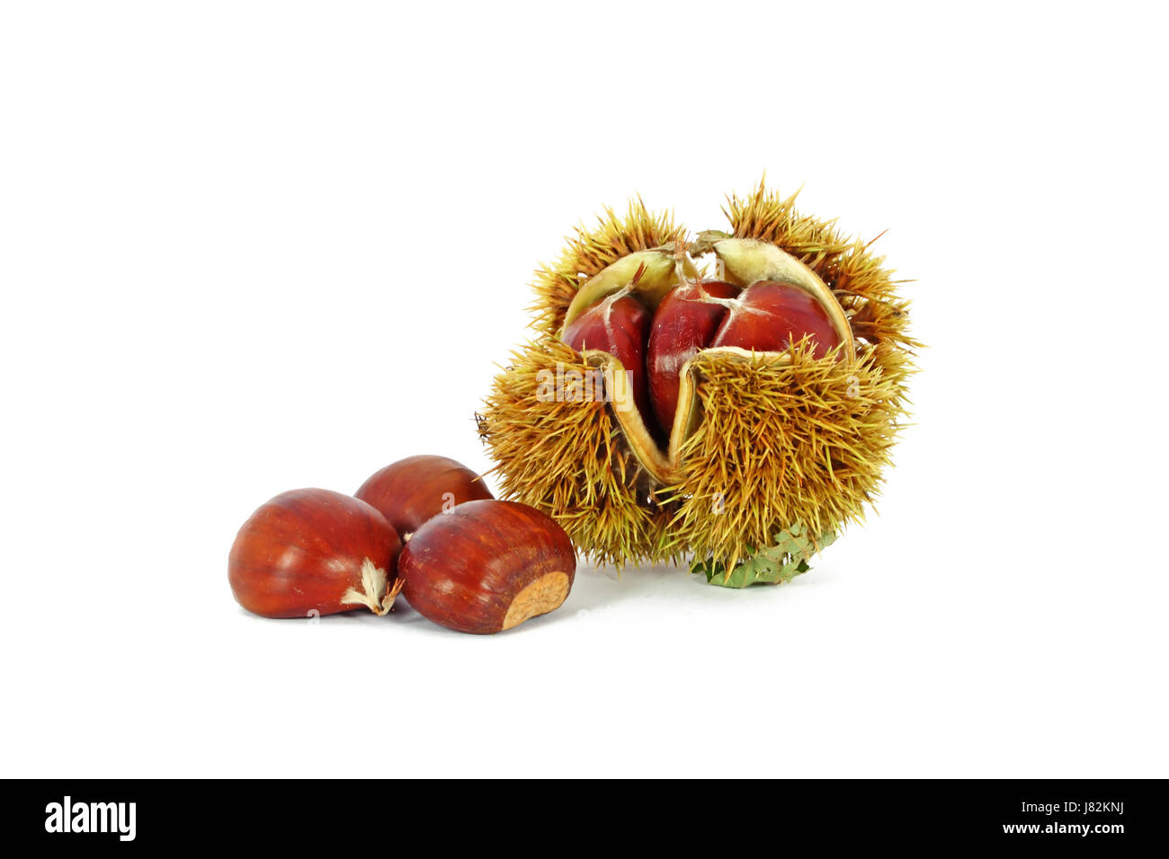 Chestnut fruit husk nuts organic prickly shell thorn hi-res stock ...