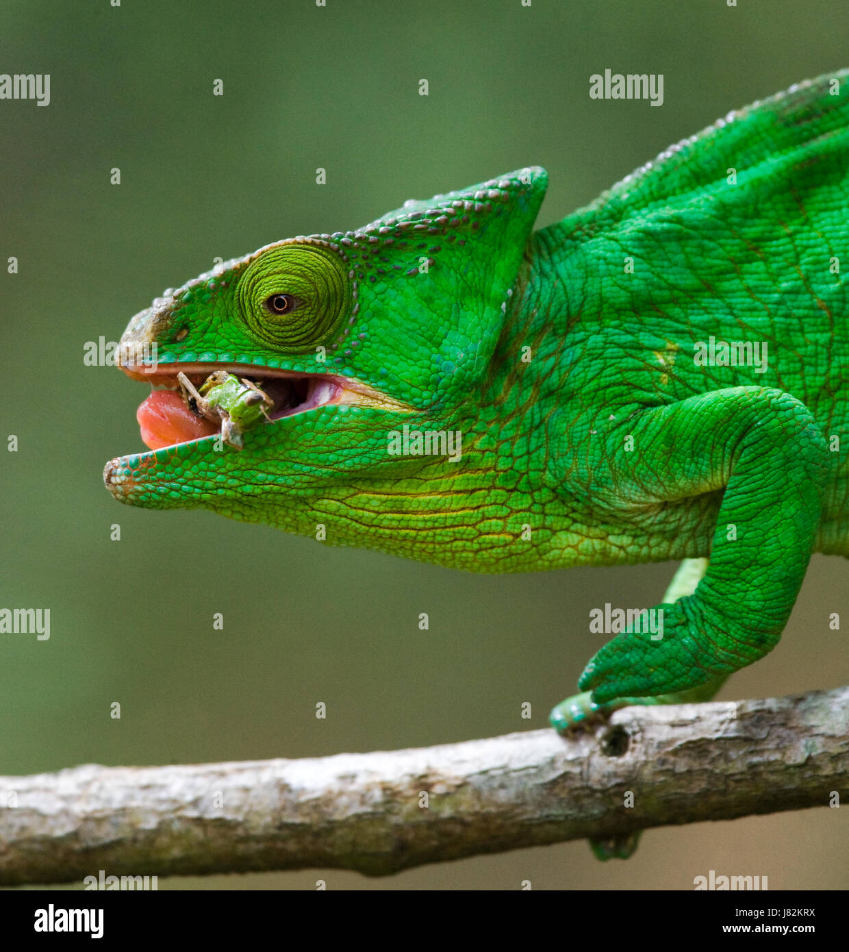 Chameleon eating insect. Close-up. Madagascar. An excellent ...