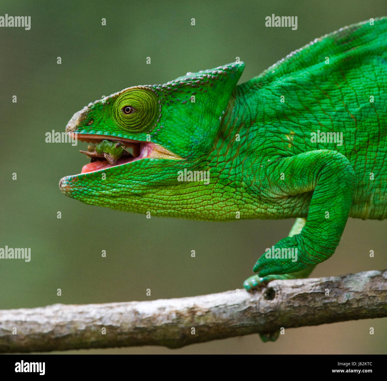 Chameleon is eating insect. Close-up. Madagascar Stock Photo - Alamy