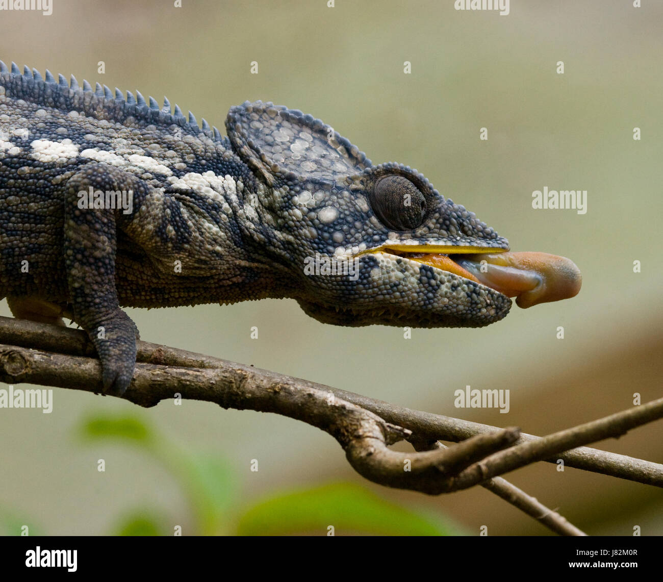 Chameleon is hunting insects. Madagascar. Close-up Stock Photo - Alamy