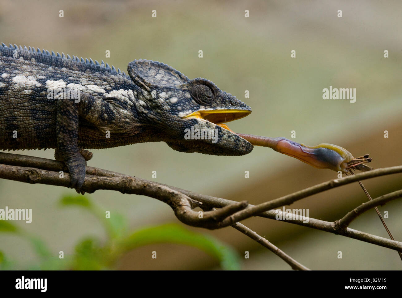 Chameleon is hunting insects. Madagascar. Close-up Stock Photo - Alamy