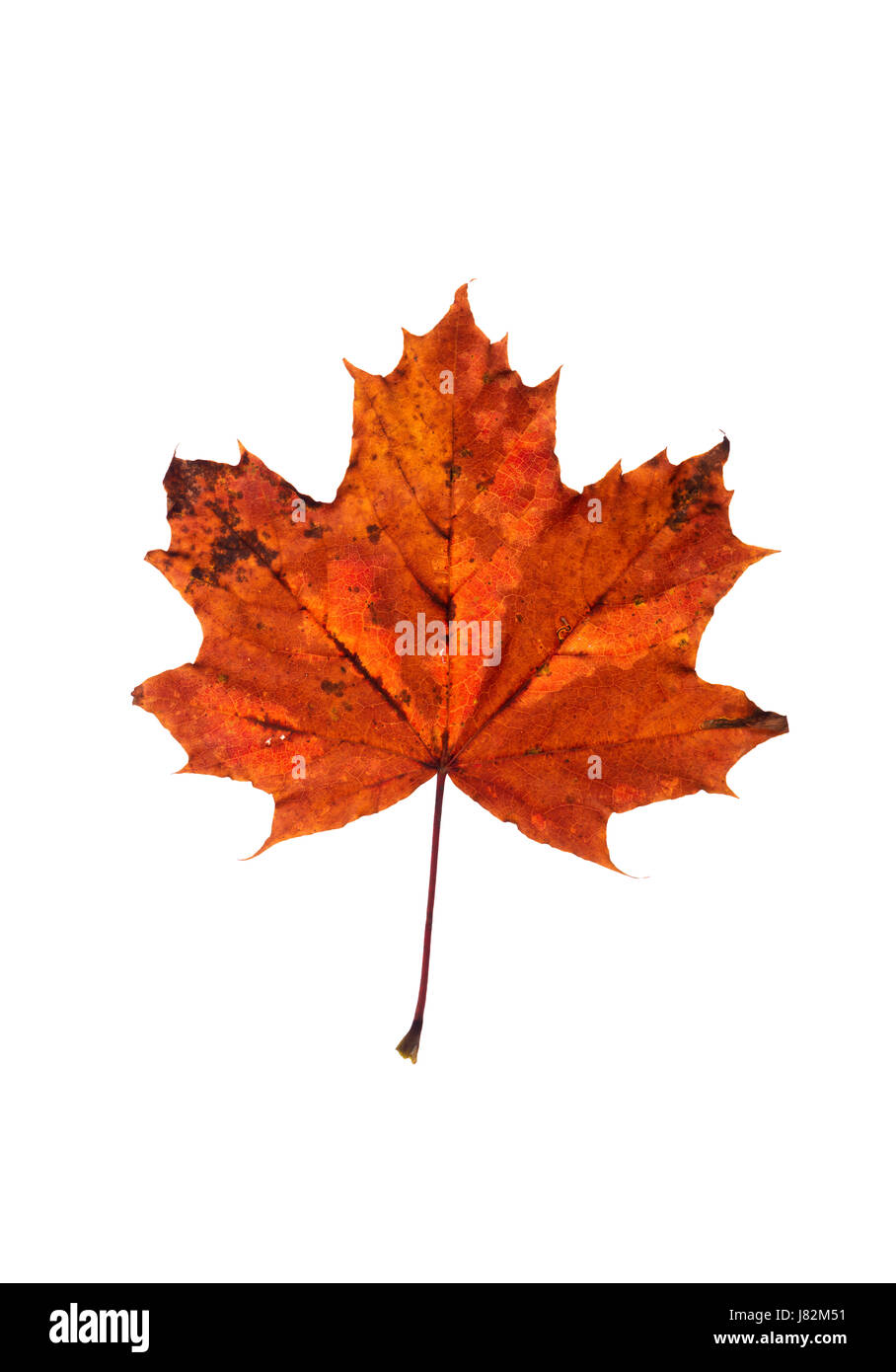 still life leaf tree studio maple product read white fall autumn white ...