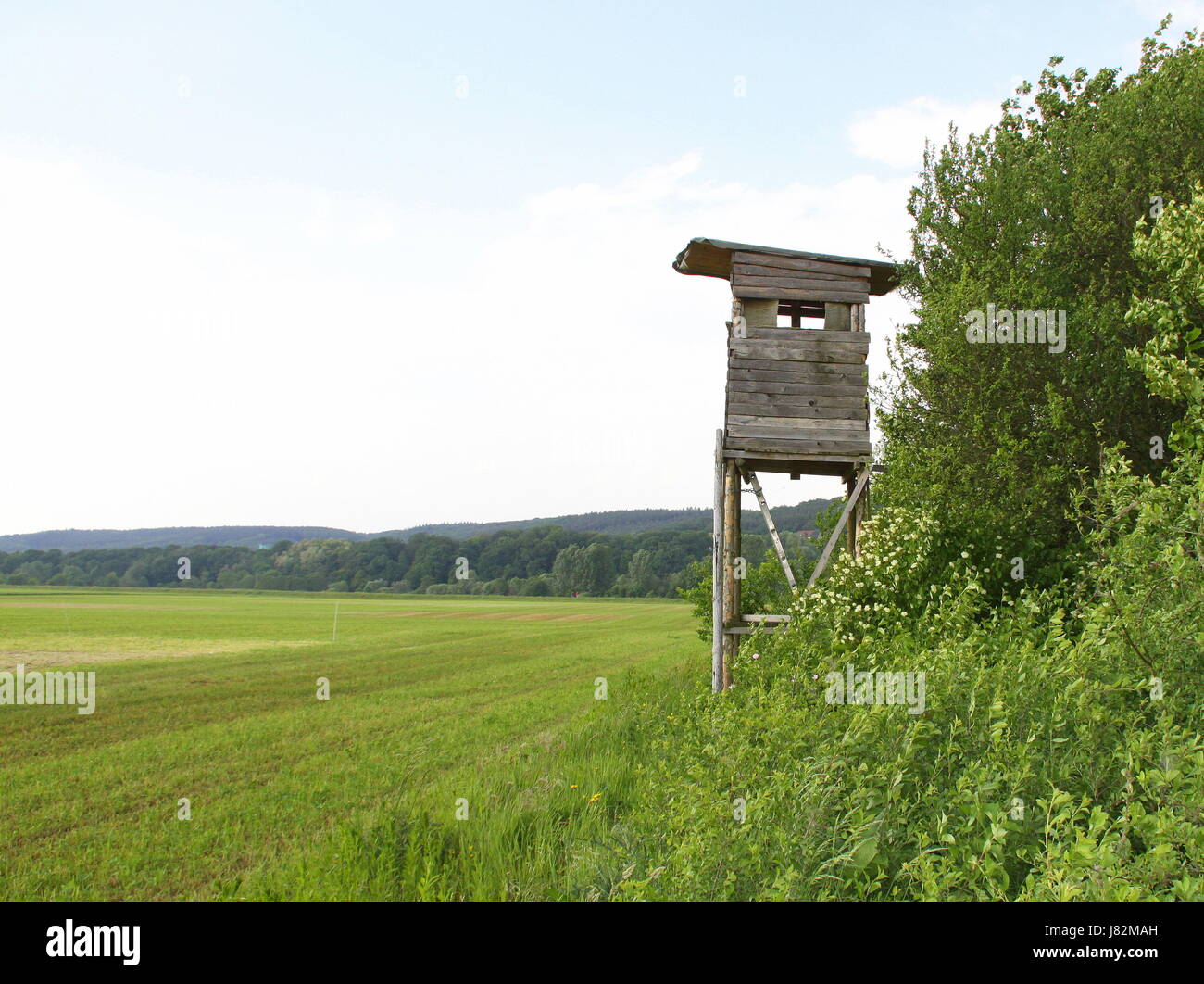 wild hunt stalk forest nature blue tree trees green wood wild hunter ...