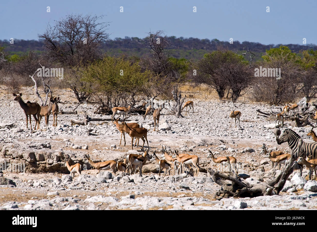 Wimmelbild hi-res stock photography and images - Alamy