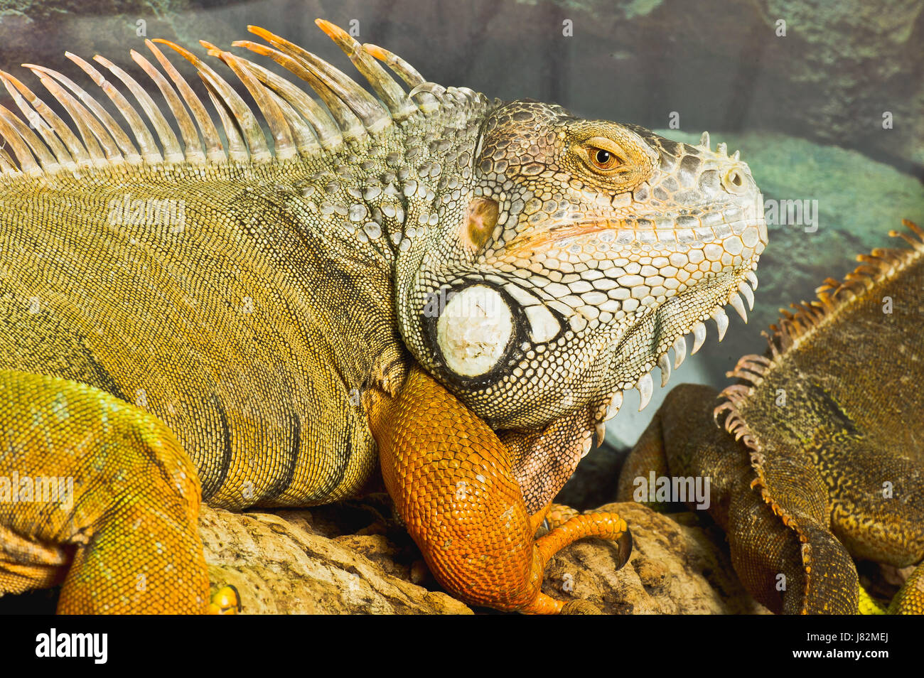 green lizard iguana prickly kite kites green lizard iguana prickly kite ...