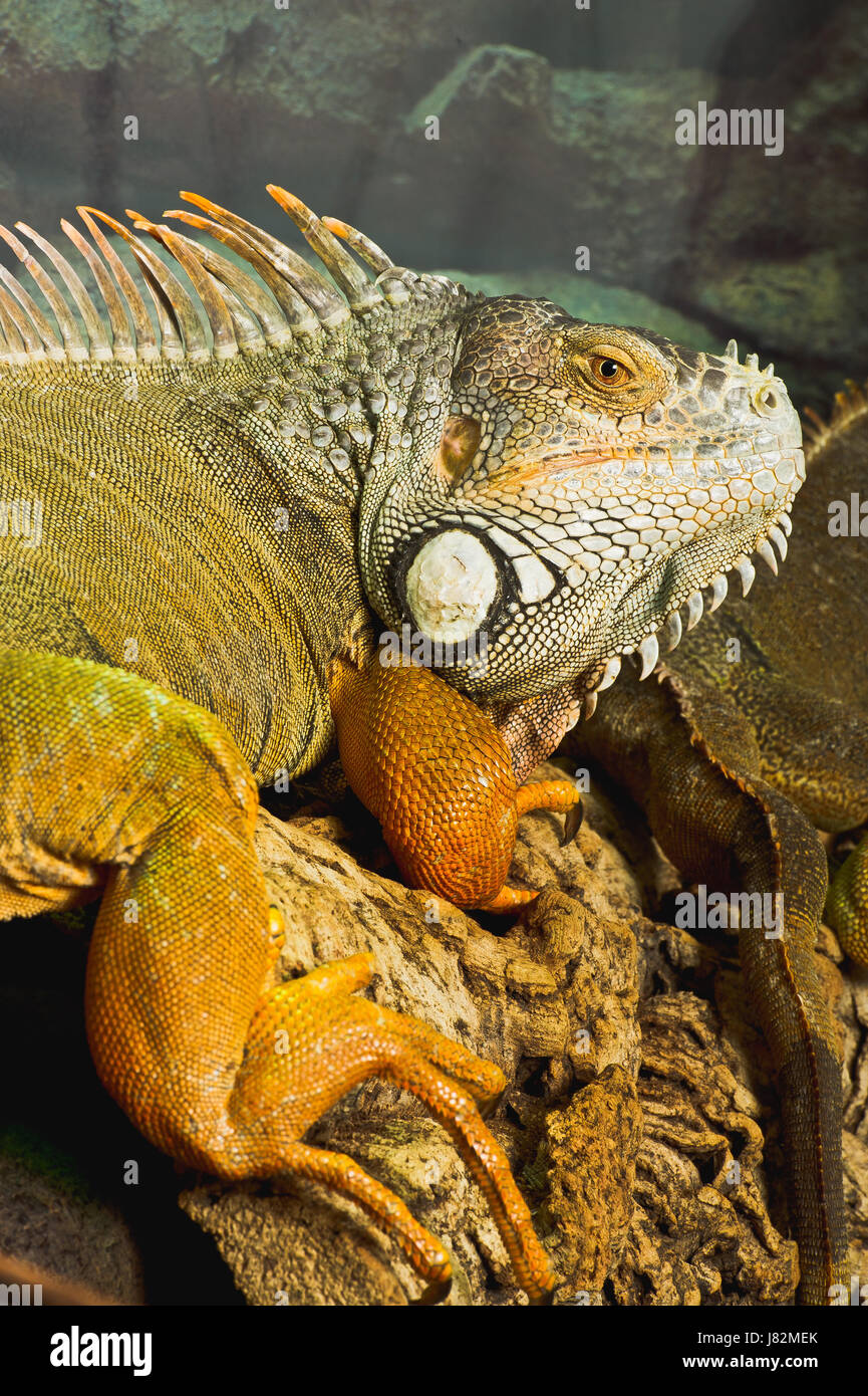 green lizard iguana prickly kite kites green lizard iguana prickly kite ...