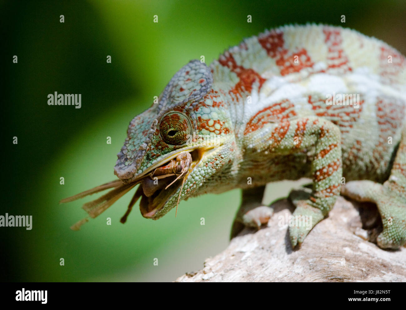 Chameleon is eating insect. Close-up. Madagascar Stock Photo - Alamy