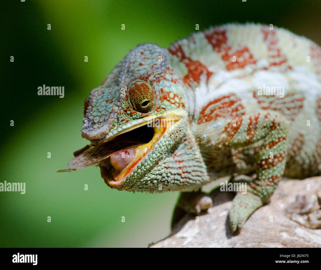 Chameleon eating an insect hi-res stock photography and images - Alamy