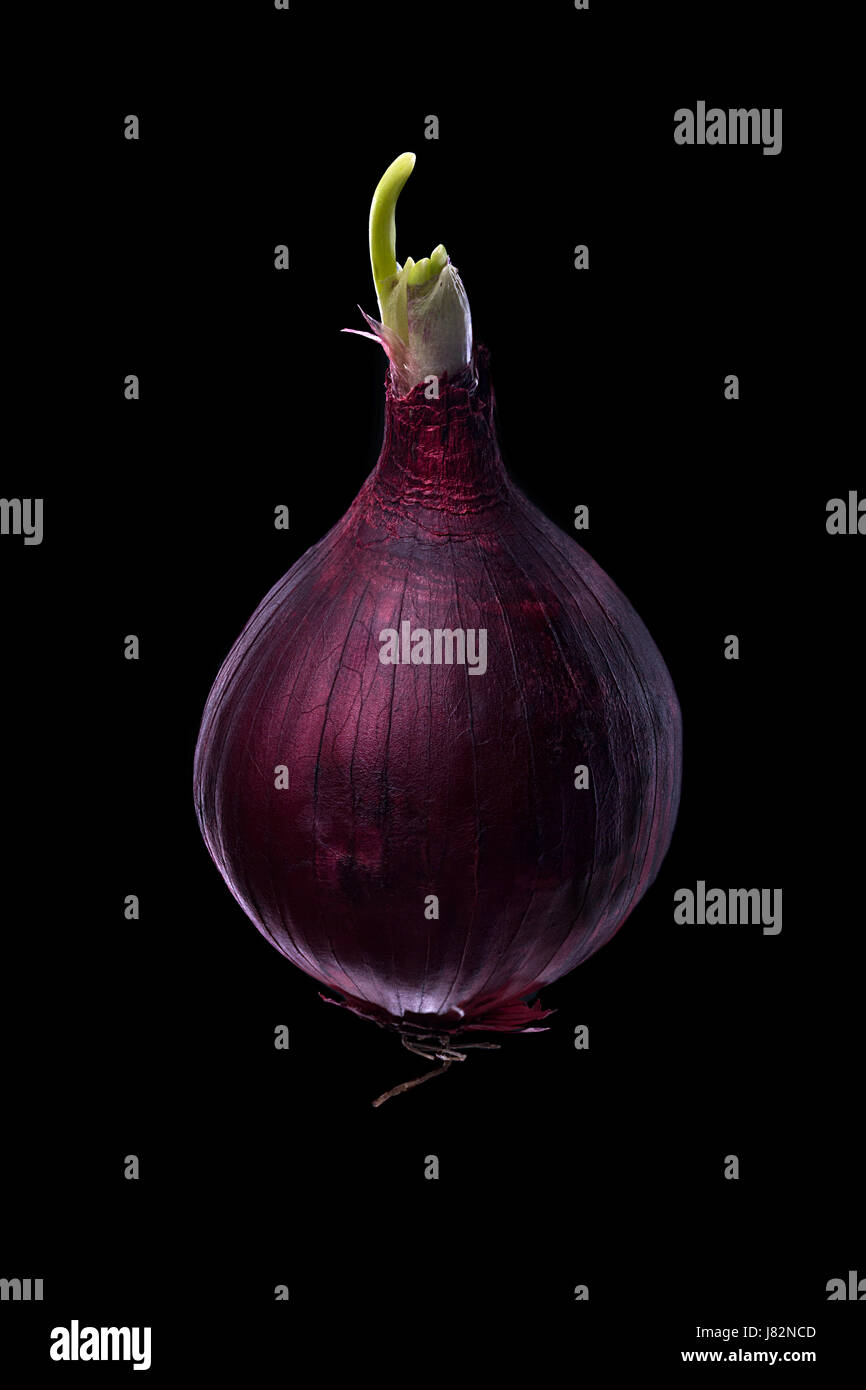 Red onion in black background Stock Photo - Alamy