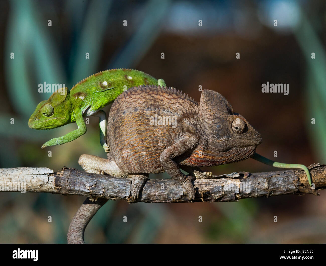 Different forest animals hi-res stock photography and images - Alamy