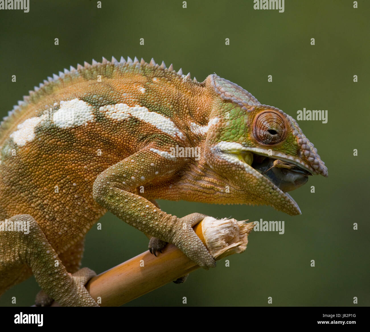 Chameleon is eating insect. Madagascar. Close-up Stock Photo - Alamy