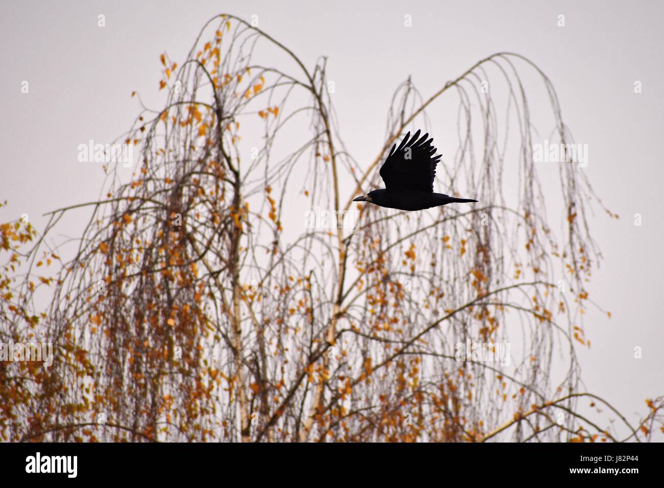 Beautiful picture of a bird - raven / crow in autumn nature. (Corvus ...