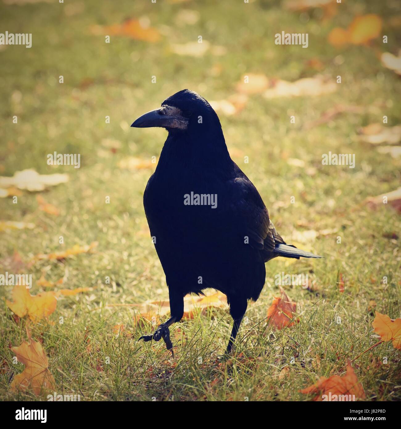 Beautiful picture of a bird - raven / crow in autumn nature. (Corvus ...