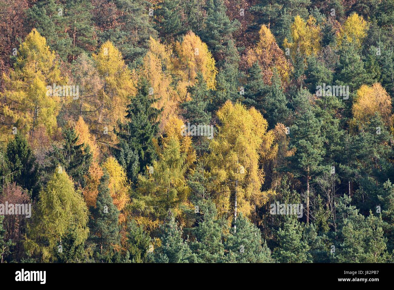 Beautiful landscape with magic autumn trees Stock Photo - Alamy