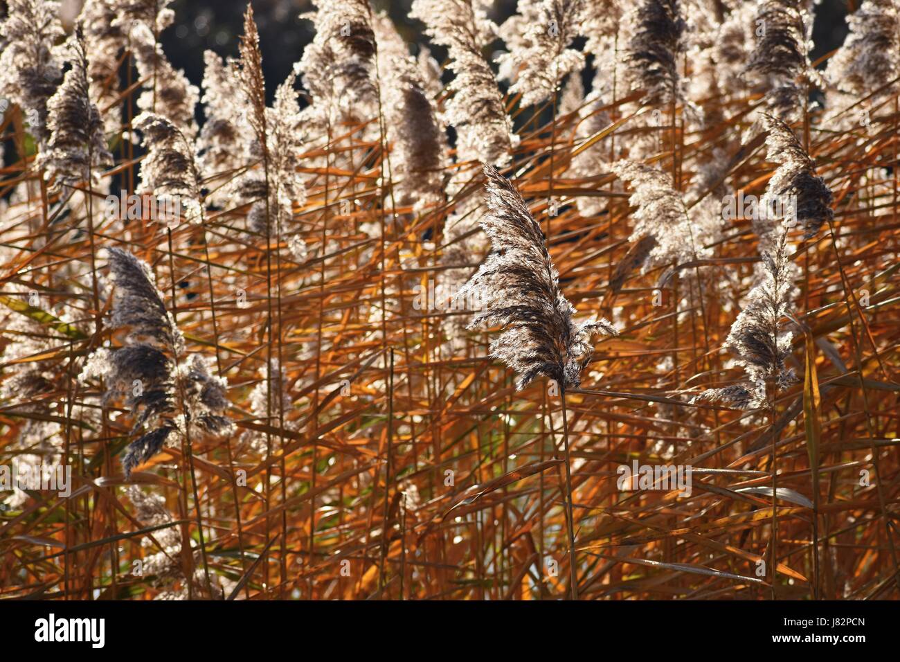 Common reed. Beautiful natural background with the sun. (Phragmites ...