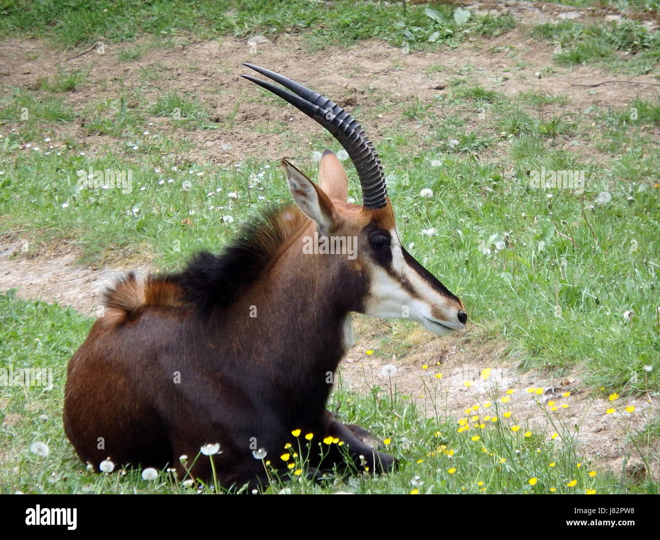 Sable antelope, (Hippotragus niger Stock Photo - Alamy