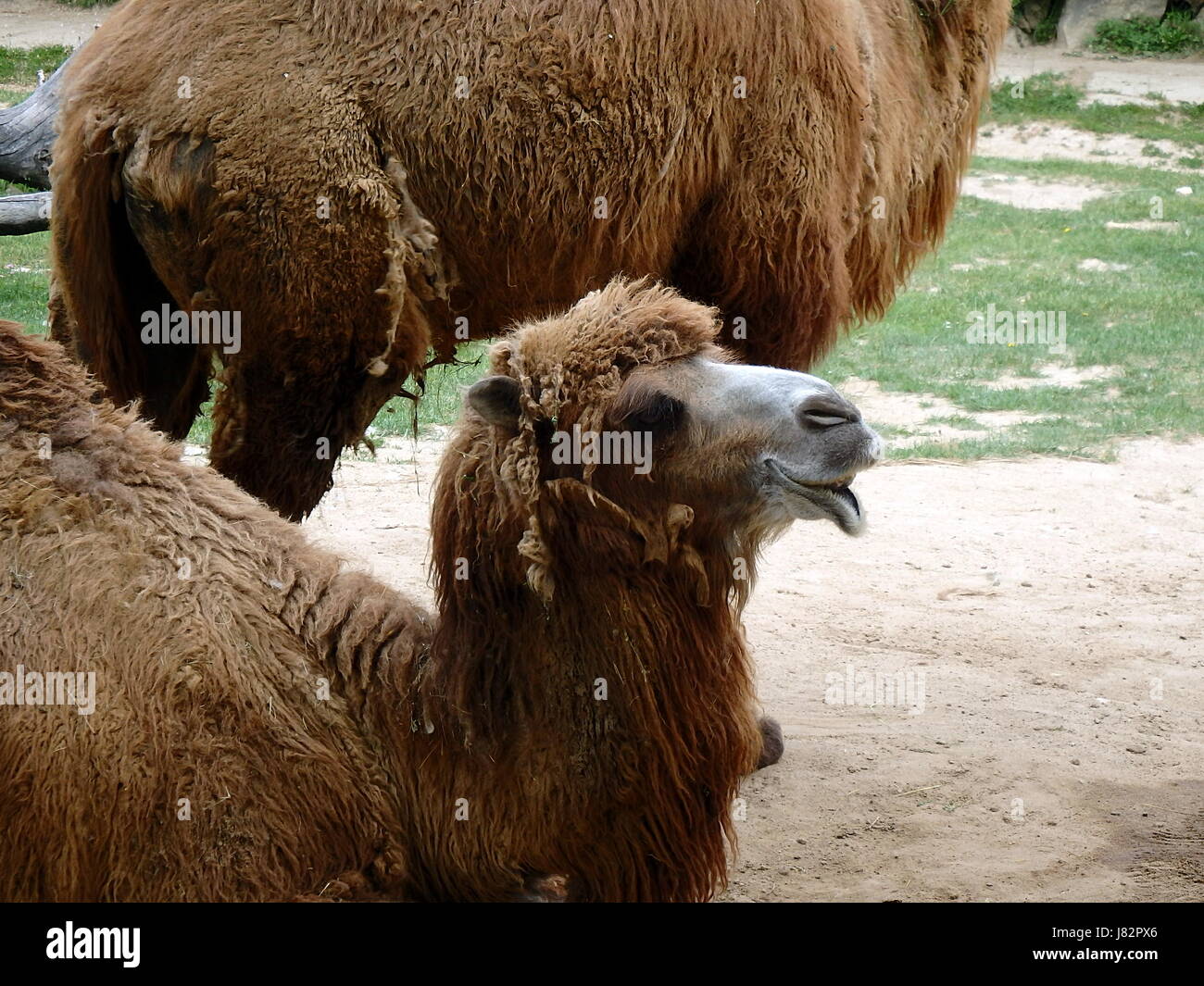 Bactrian camel camelus bactrianus humorous hi-res stock photography and ...