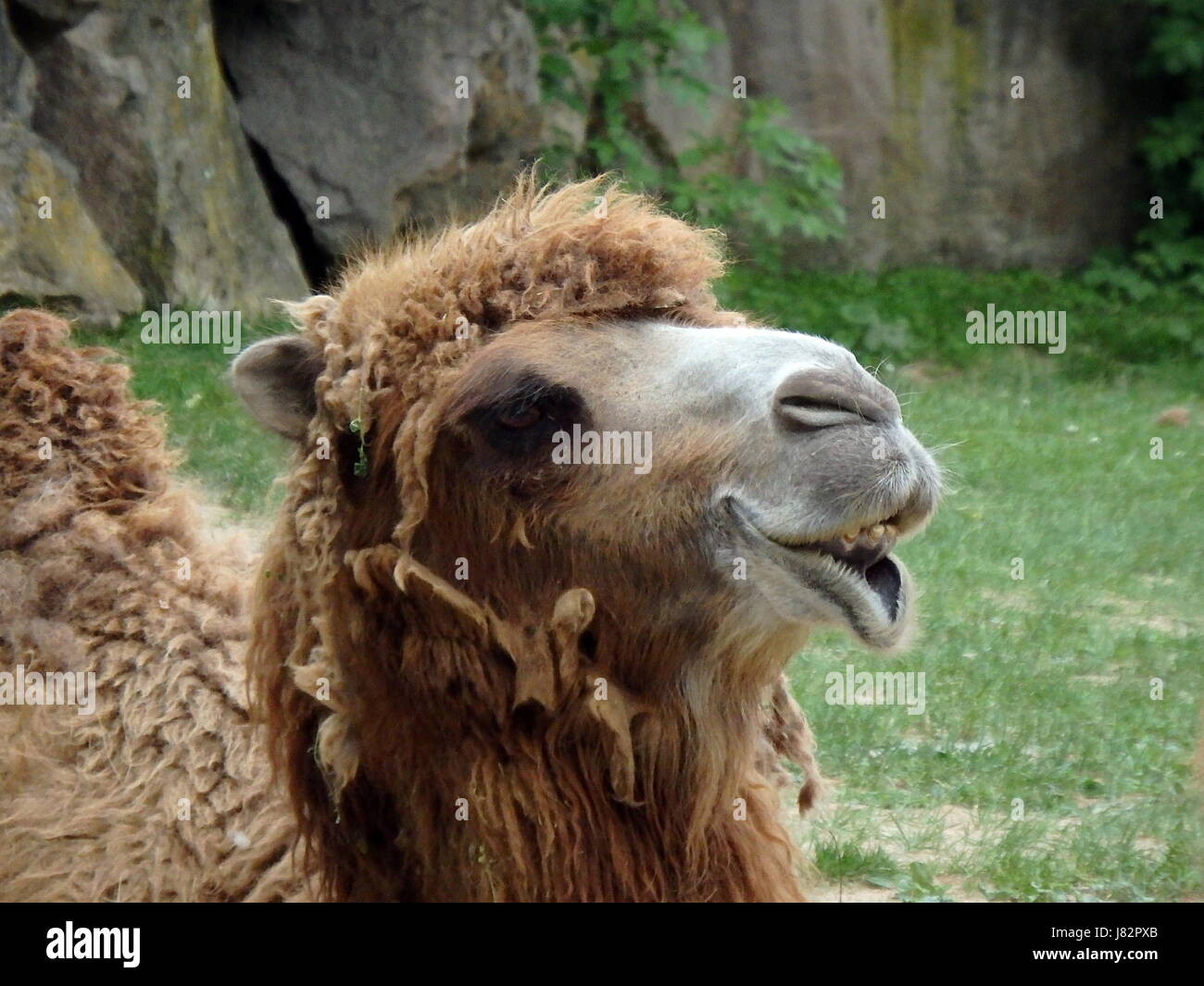 Double hump camel,(Camelus bactrianus Stock Photo - Alamy