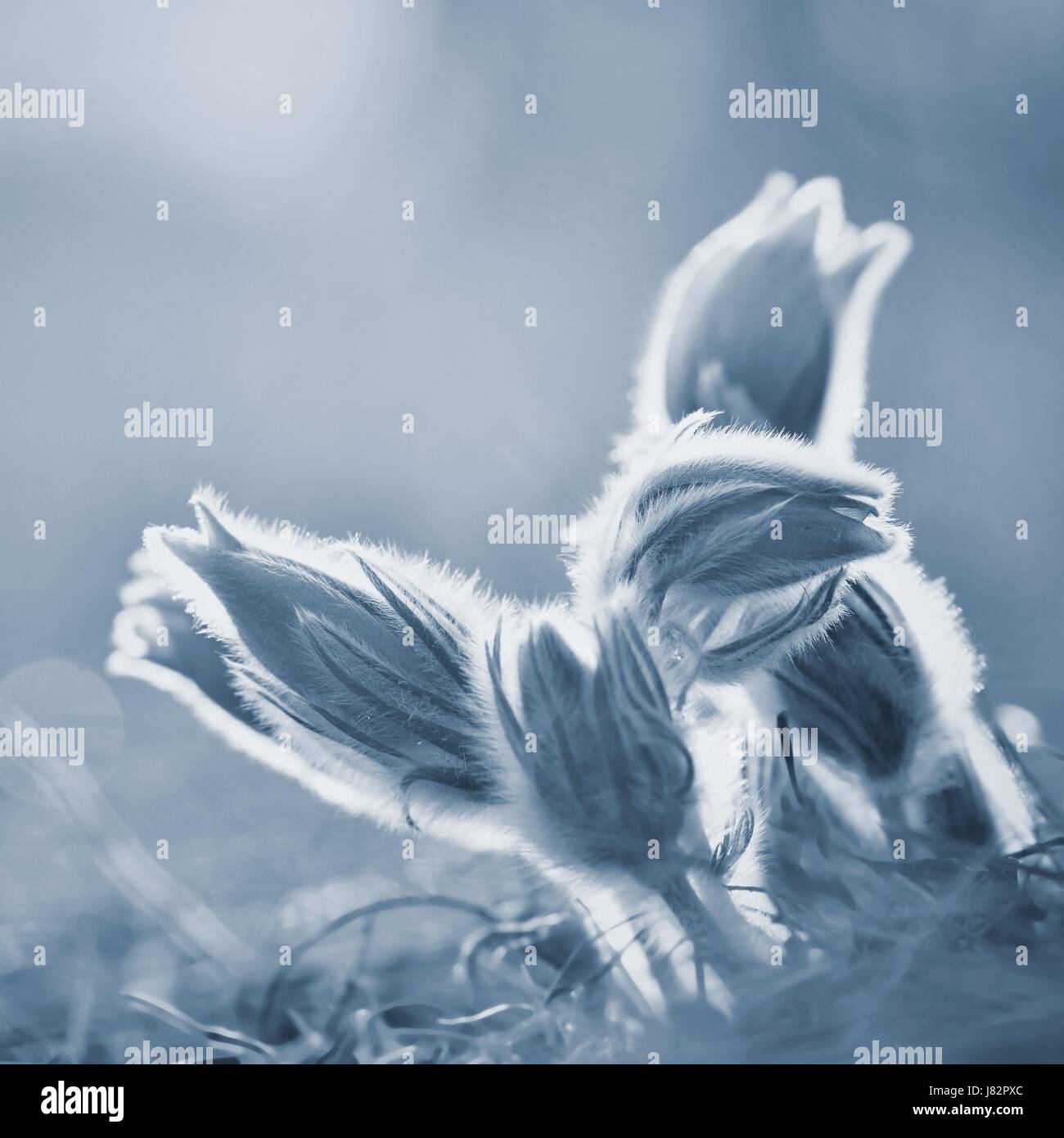 Beautiful purple little furry pasque flower. (Pulsatilla grandis ...