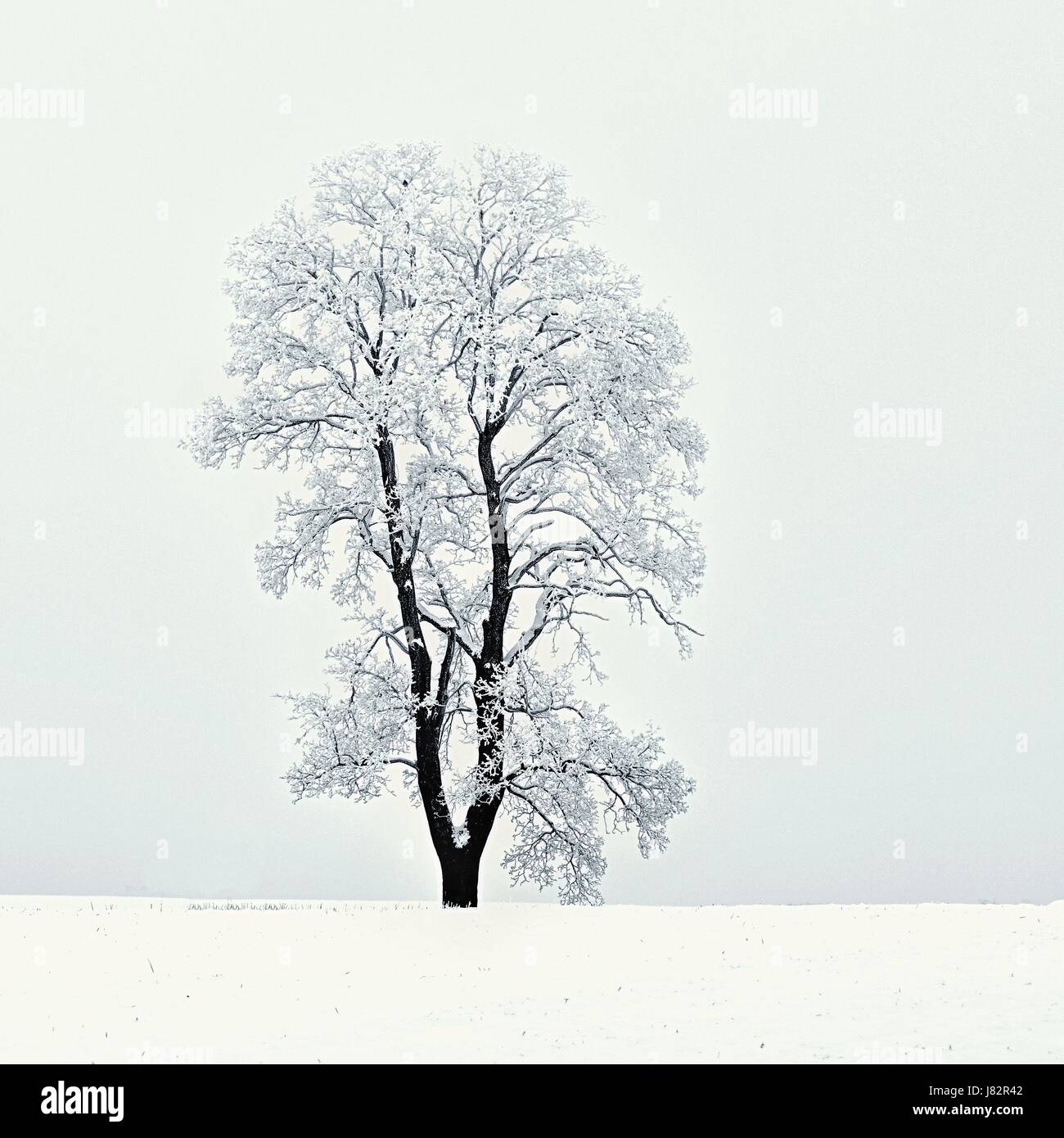 Winter landscape - frosty trees in the forest. Nature covered with snow ...