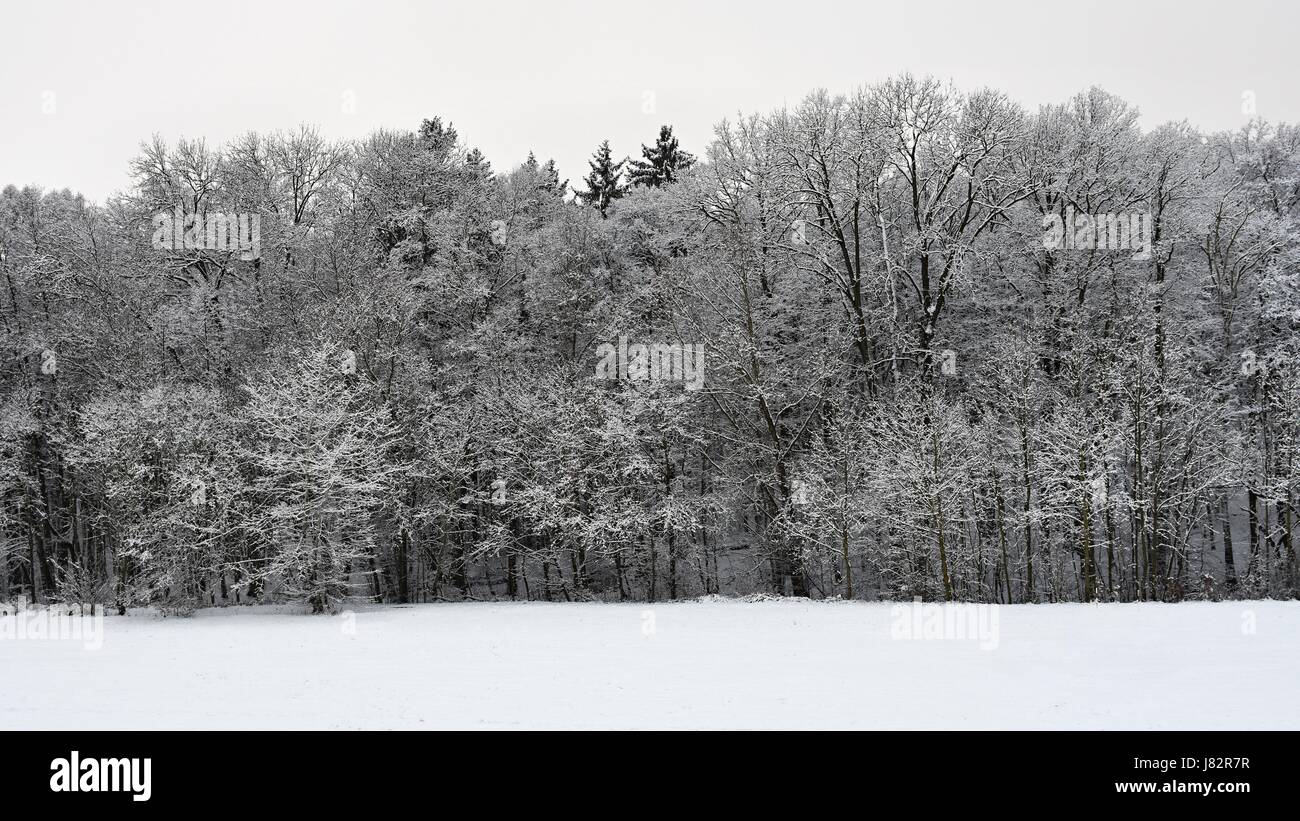 Winter landscape - frosty trees. Nature with snow. Beautiful seasonal ...