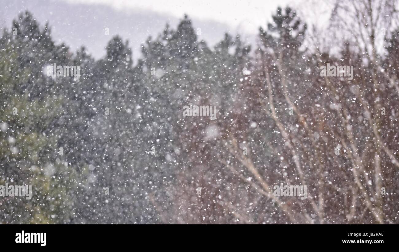 Snowfall. Beautiful winter background seasonal nature and the weather ...