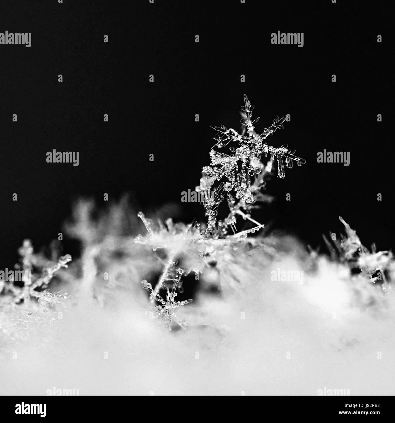 Snowflake. Macro photo of real snow crystal. Beautiful winter ...