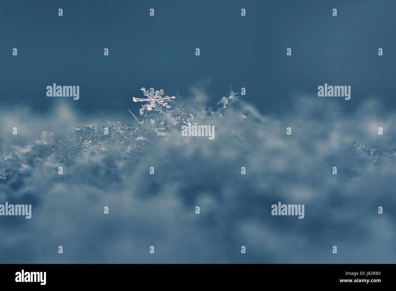 Snowflake. Macro photo of real snow crystal. Beautiful winter ...