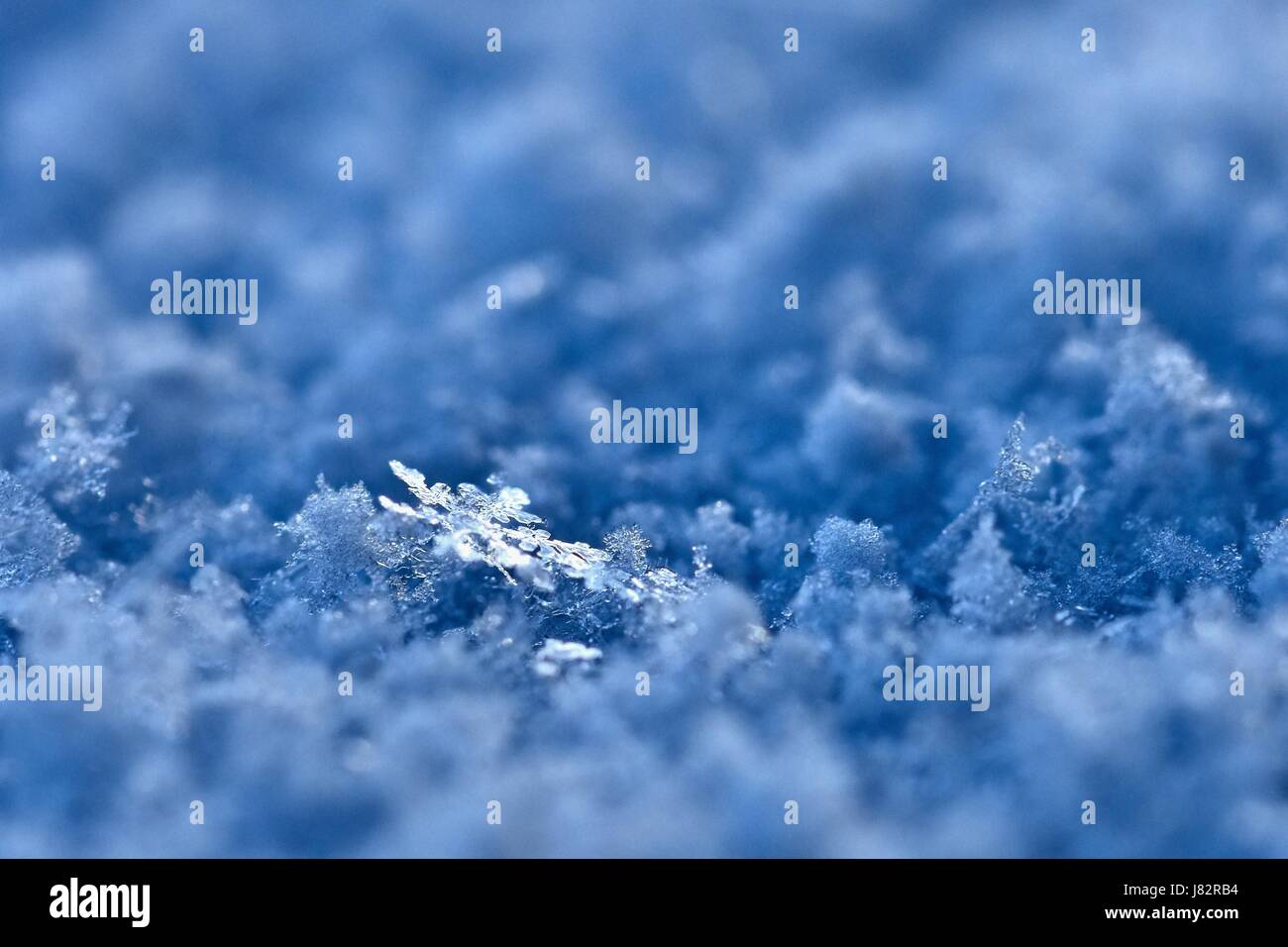Snowflake. Macro photo of real snow crystal. Beautiful winter ...