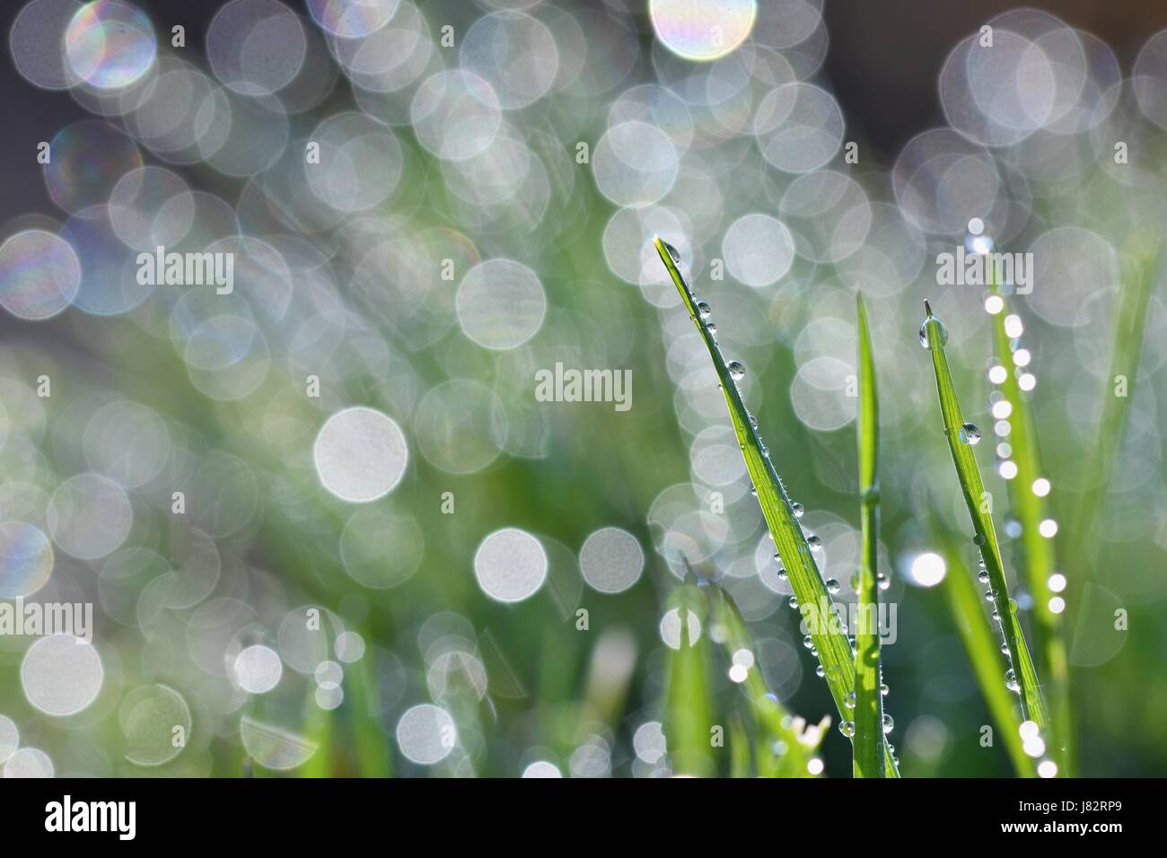 Spring. Beautiful natural background of green grass with dew and water ...