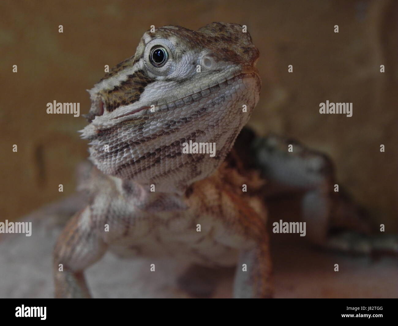 dwarf bearded dragon 2 Stock Photo - Alamy
