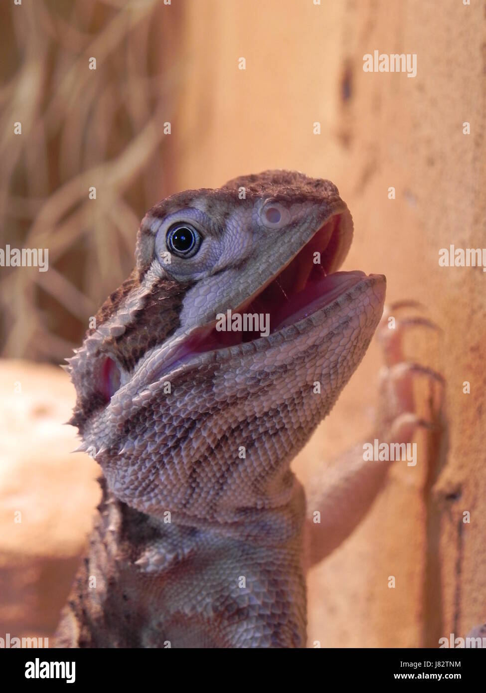 dwarf bearded dragon 1 Stock Photo - Alamy