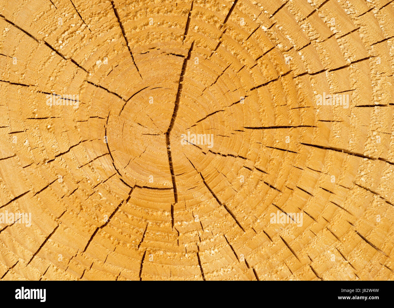 tree trunk cross section Stock Photo - Alamy