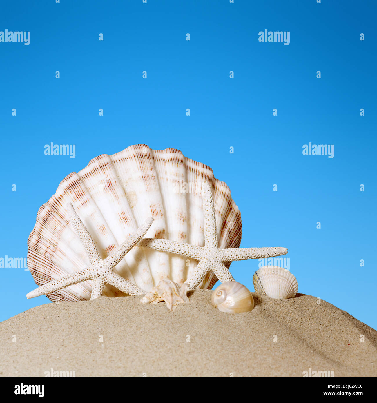 clam shell on the beach Stock Photo - Alamy