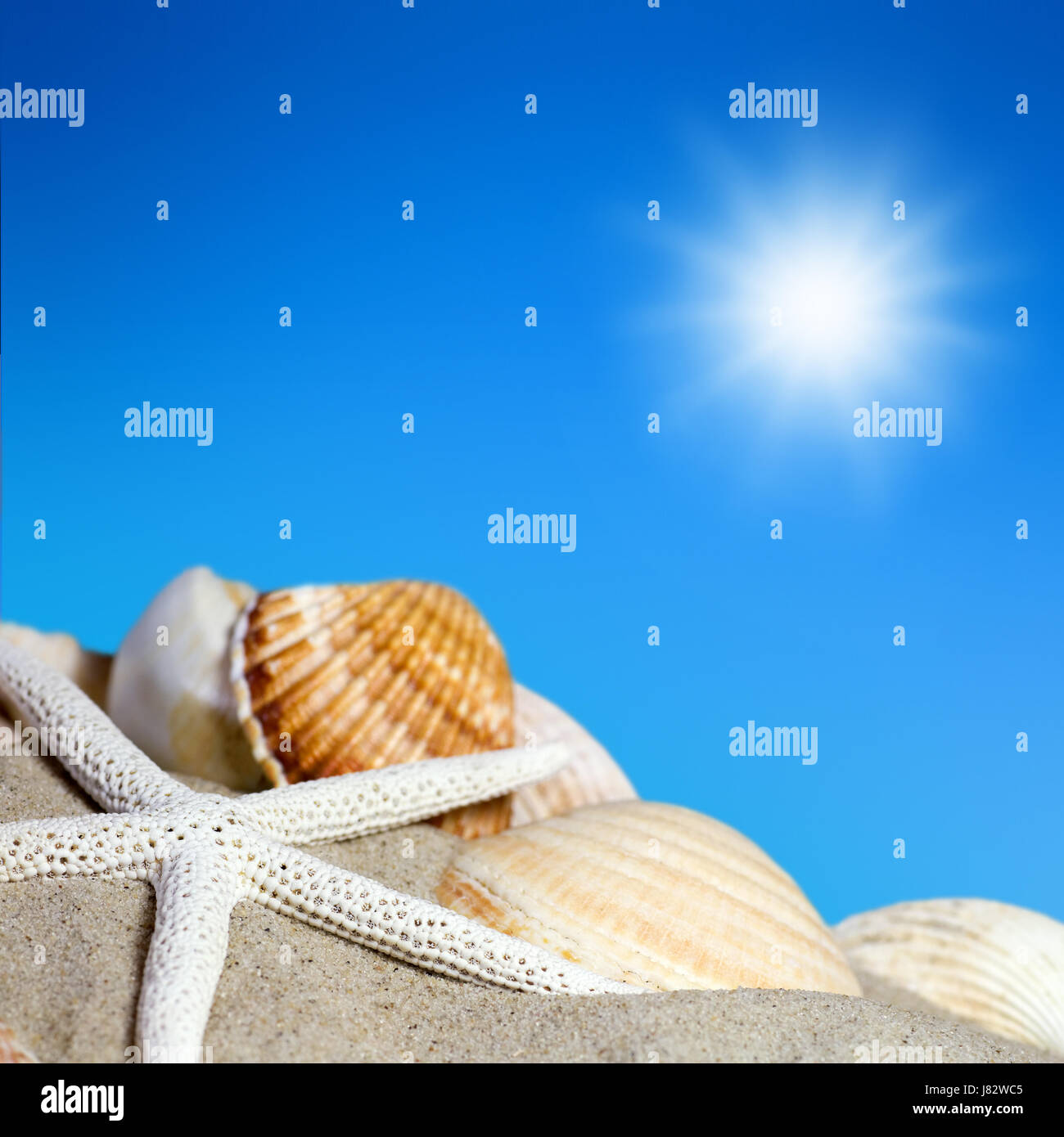 seashell on the beach Stock Photo - Alamy
