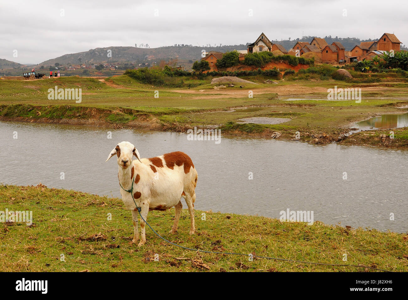 One lonely sheep tied up in the field in a countryside in Madagascar ...