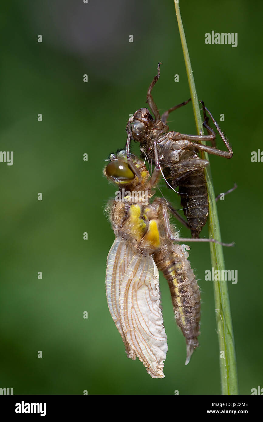 Living insect hi-res stock photography and images - Alamy