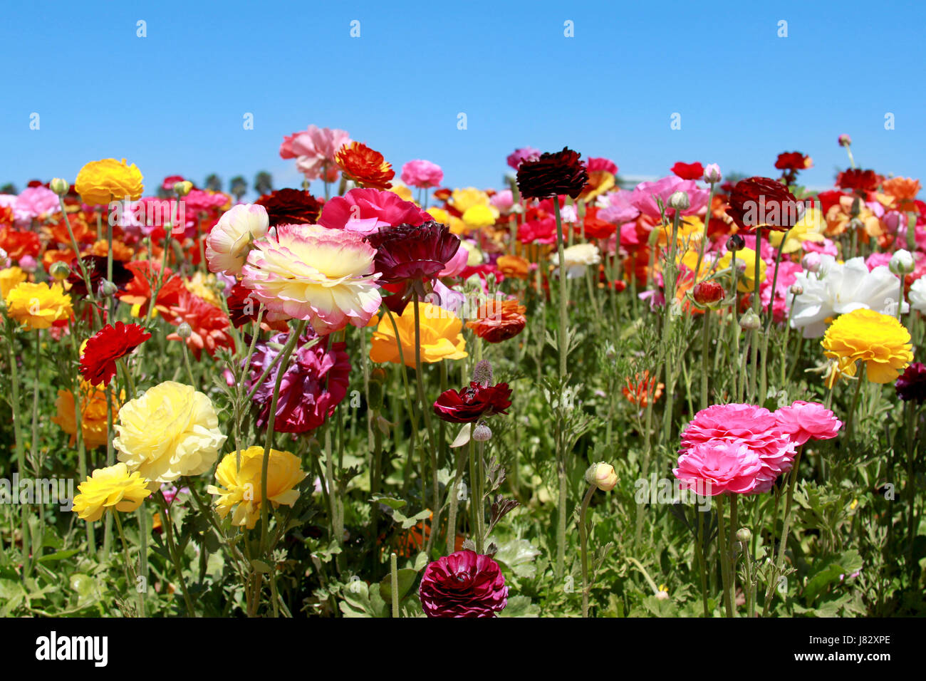 blue leaf tree trees garden flower plant bloom blossom flourish ...