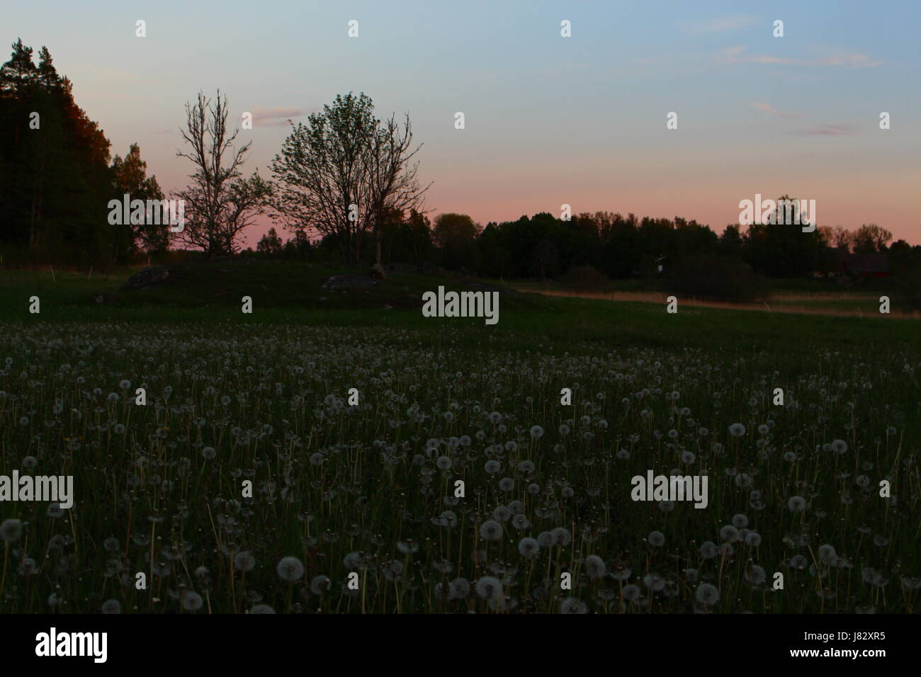 a field full of dandelion seeds Stock Photo - Alamy