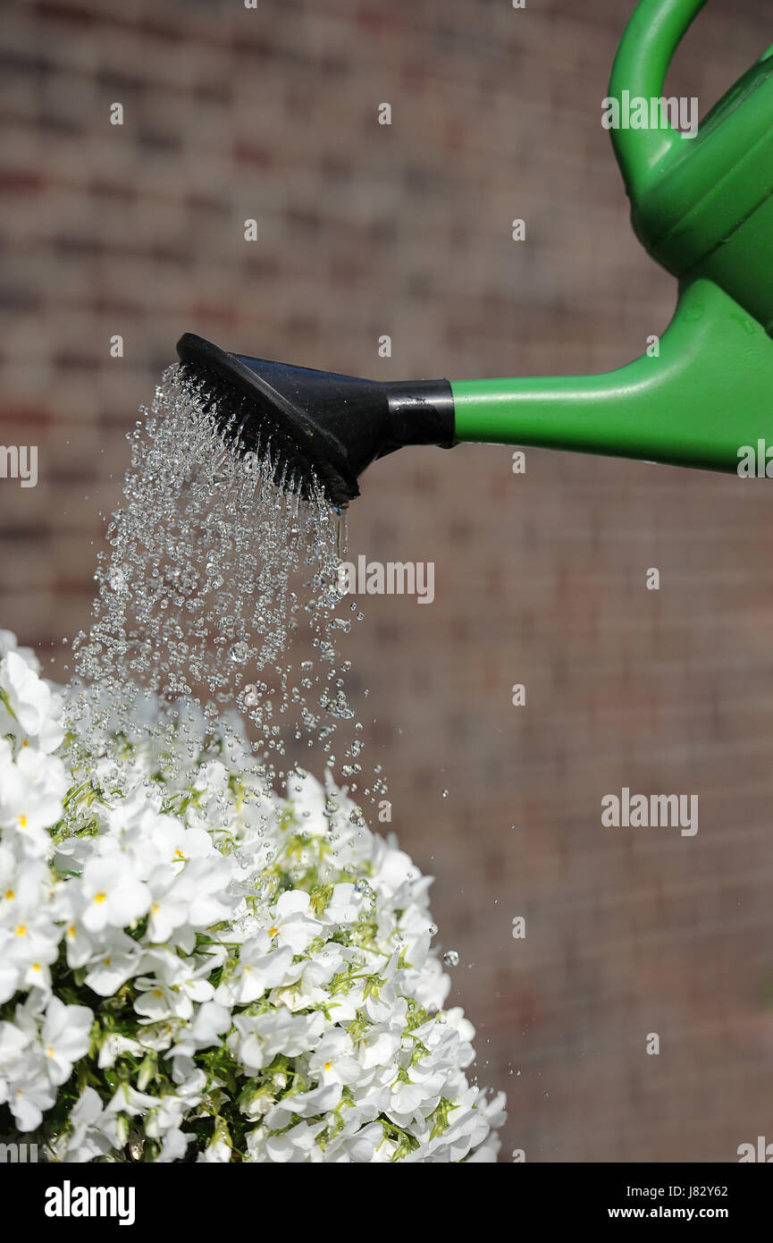 flower plant wet dry dried up barren jug pour watering-can water garden ...