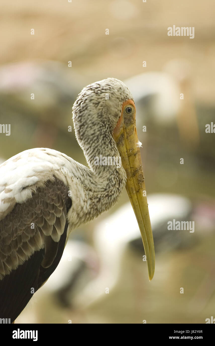 Long living bird hi-res stock photography and images - Alamy