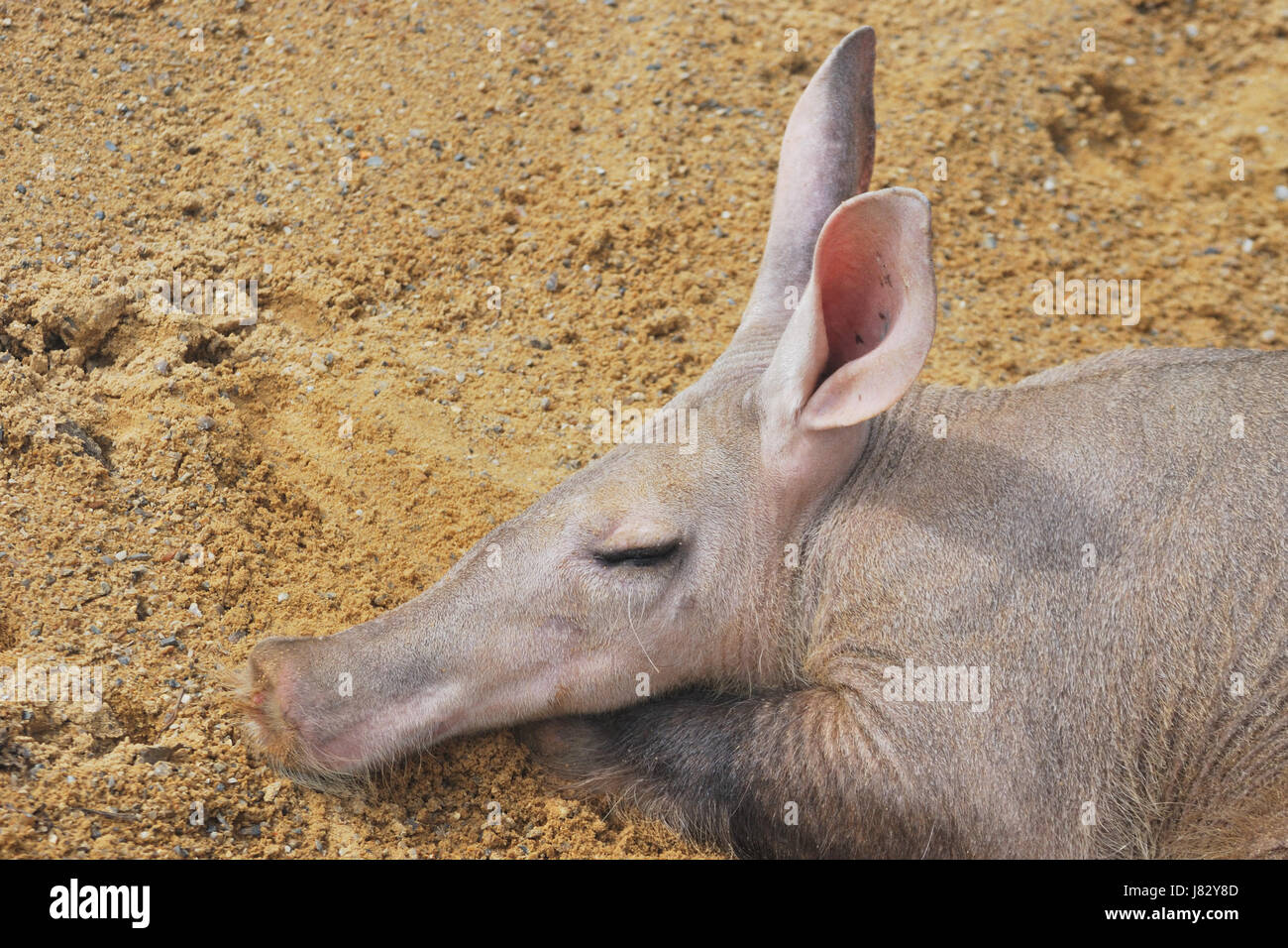 Aardvark Nose