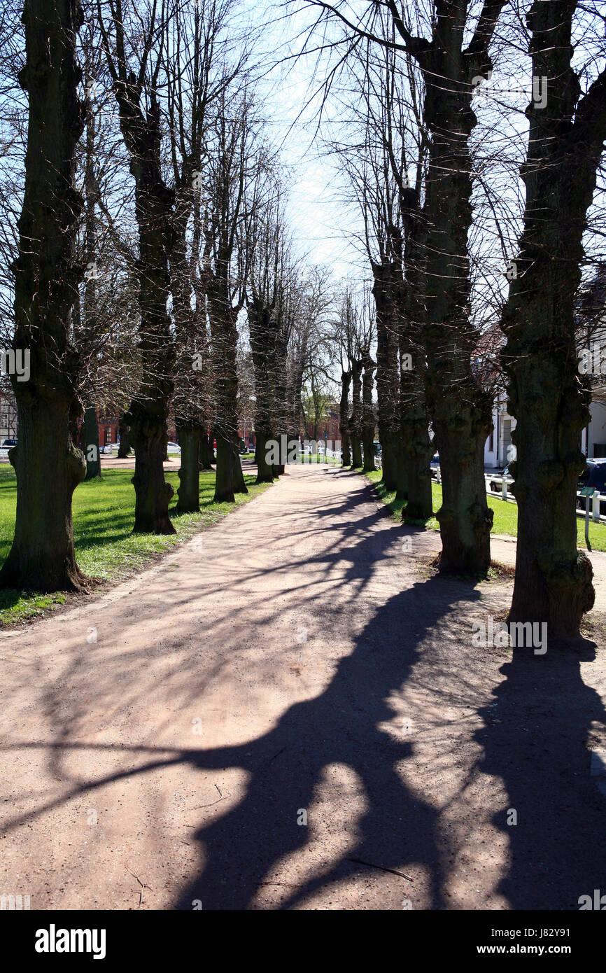 tree trees park parkway Northern Germany path way germany german ...