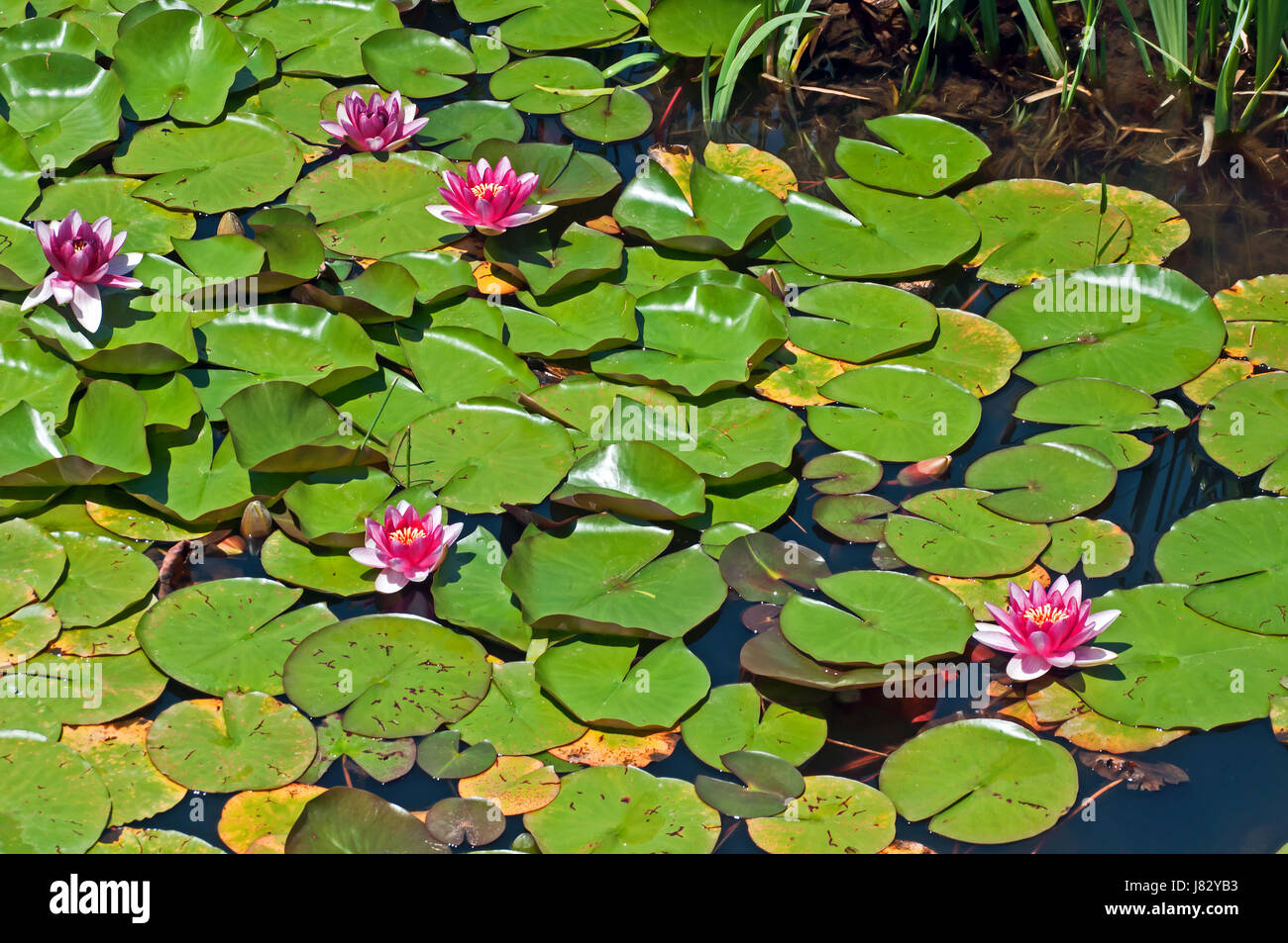 colour model design project concept plan draft tree trees garden flower ...