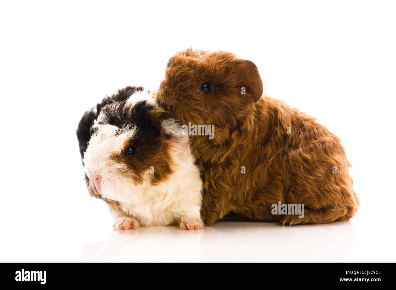 isolated animal pet mammal cub baby young younger guinea pig food ...