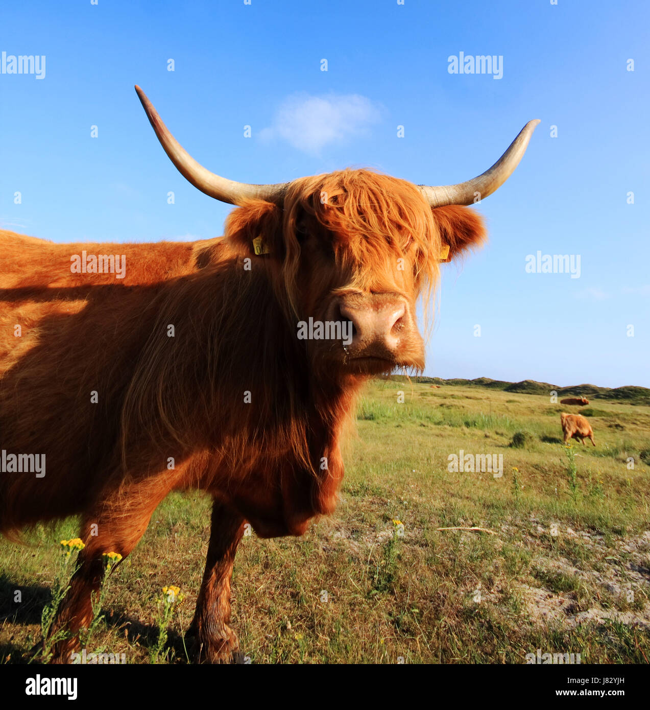 Bullock skin hi-res stock photography and images - Alamy