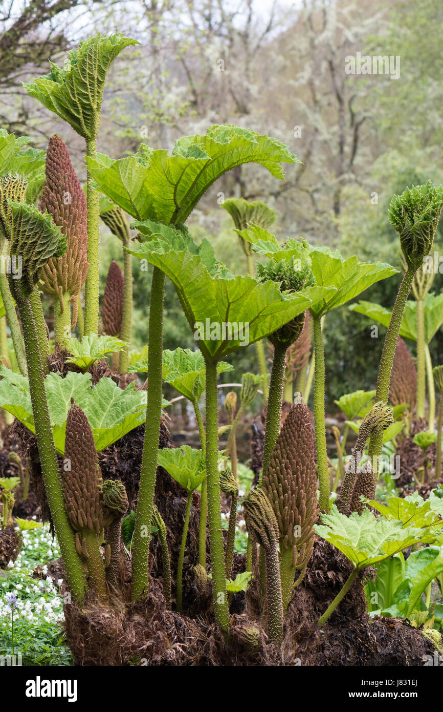 Gunnera manicata in spring Stock Photo - Alamy